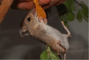 What Do Pet Mice Eat? (Here's What I Feed Mine) - Pet Mice Blog.co.uk