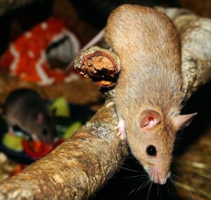 Are Pet Mice Nocturnal? - Pet Mice Blog.co.uk