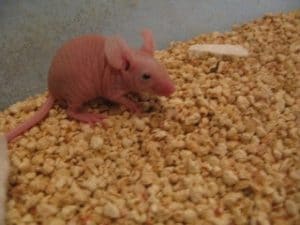 The Hairless Mouse - Pet Mice Blog.co.uk