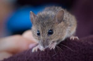Harvest Mice as Pets - Pet Mice Blog.co.uk