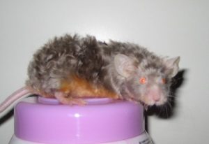 Astrex Mice Information and Facts - Pet Mice Blog.co.uk