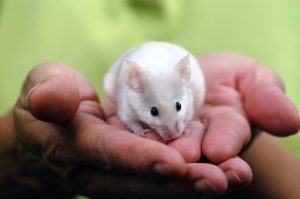 Satin Mouse Information and Facts - Pet Mice Blog.co.uk