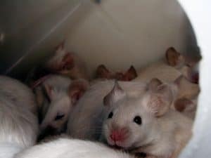 Siamese Mice Information and Facts - Pet Mice Blog.co.uk