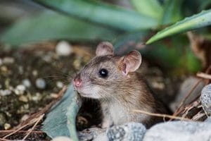 Do Mice Attack Humans? (Here's Why You Have Nothing to Fear!) - Pet ...