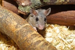 What Do Mice Drink? A Look at What Wild and Pet Mice Drink - Pet Mice ...