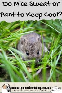 Do Mice Sweat? (No, Here's What You Need to Know) - Pet Mice Blog.co.uk
