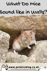 What Do Mice in Walls Sound Like? (And How to Get Rid of Them) - Pet ...