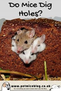 Do Mice Dig Holes? - Pet Mice Blog.co.uk