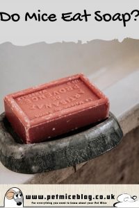 Do Mice Eat Soap? (Facts & Video) - Pet Mice Blog.co.uk